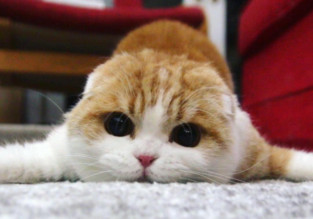 Waffles the Cat Store